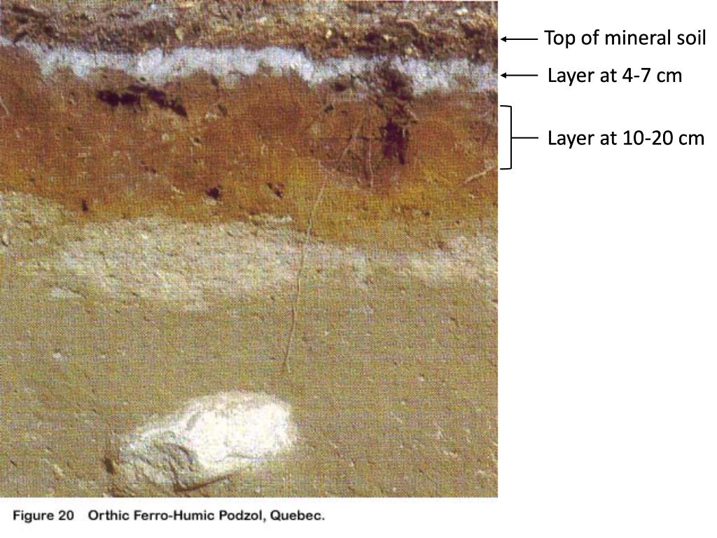 Solved Figure 10.11 is an image of a podzol from Quebec. | Chegg.com