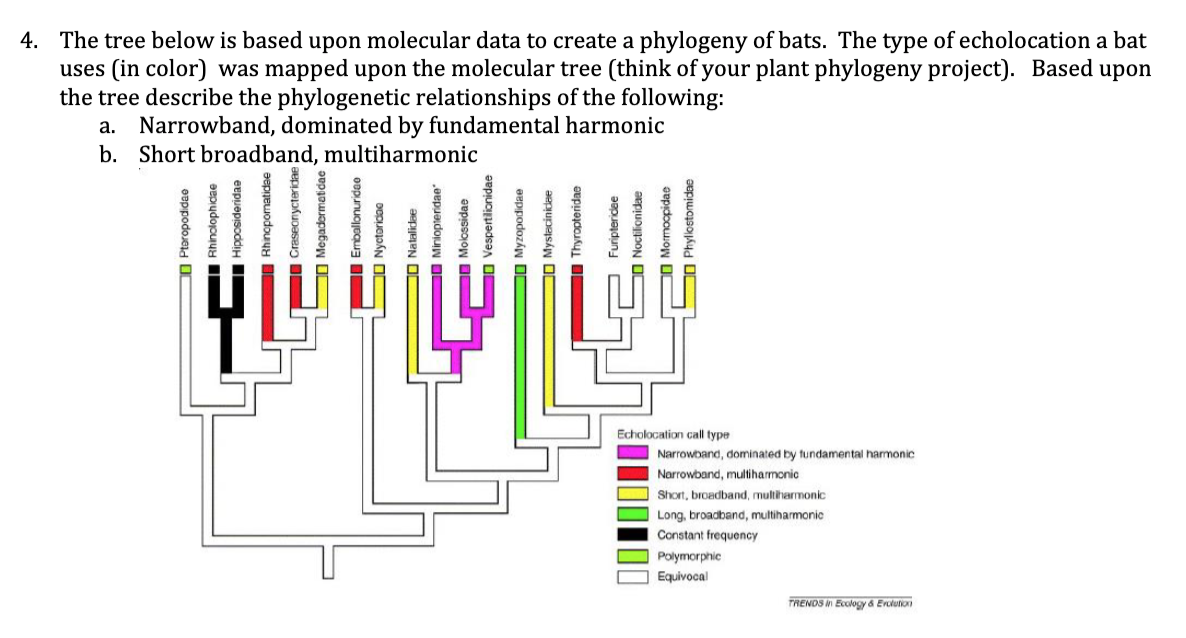 Solved 4. The tree below is based upon molecular data to | Chegg.com