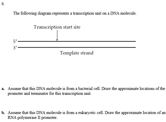 Solved 6. The following diagram represents a transcription | Chegg.com