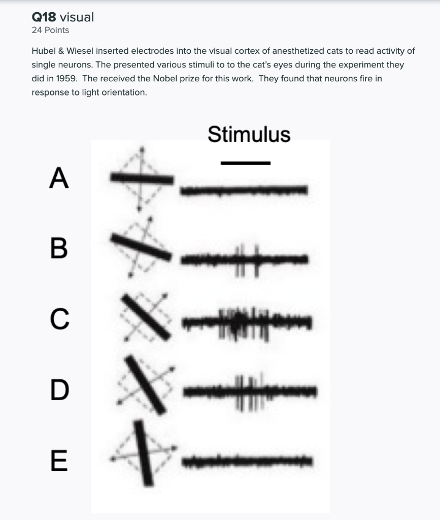 Solved Q18 visual 24 Points Hubel & Wiesel inserted | Chegg.com