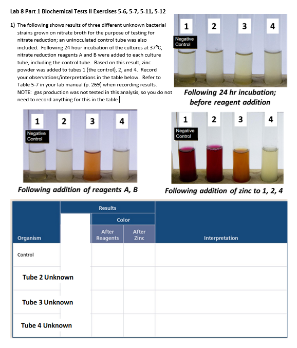 Solved Lab 8 Part 1 Biochemical Tests Il Exercises | Chegg.com