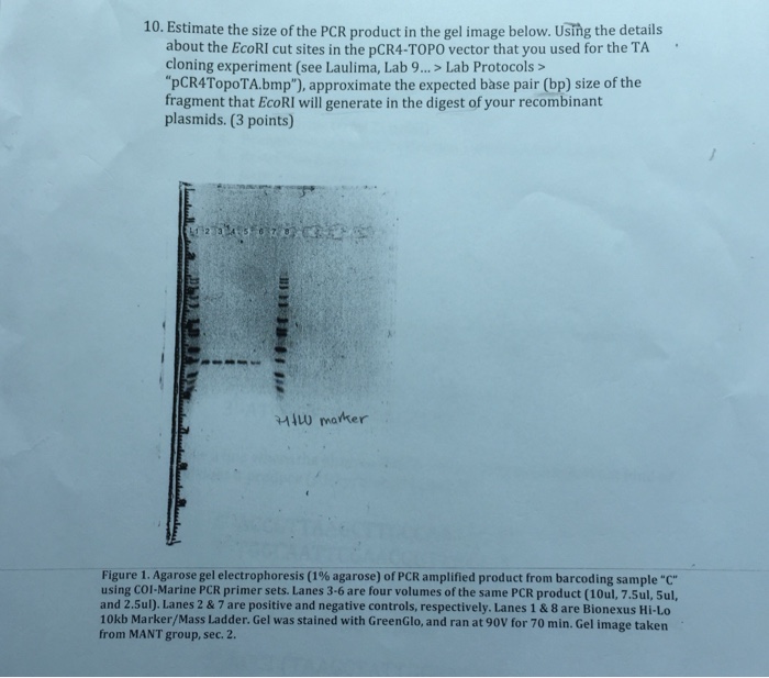 Solved 10. Estimate the size of the PCR product in the gel | Chegg.com