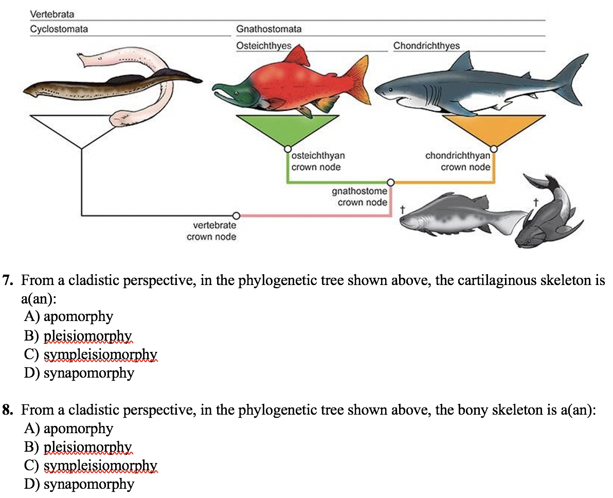 Solved Vertebrata Cyclostomata Gnathostomata Osteichthyes | Chegg.com