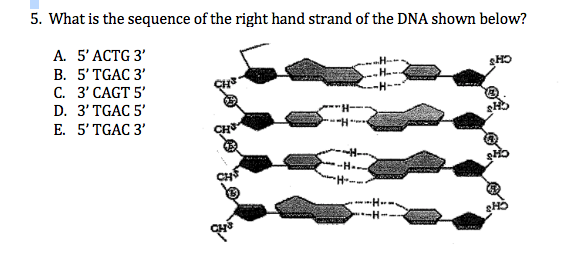 Solved 5. What is the sequence of the right hand strand of | Chegg.com