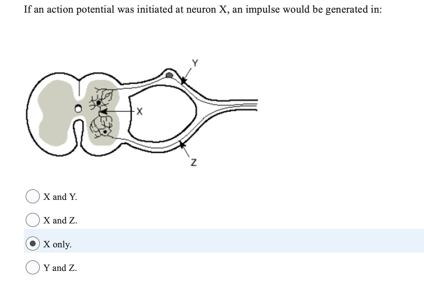 Solved If an action potential was initiated at neuron x, ﻿an | Chegg.com