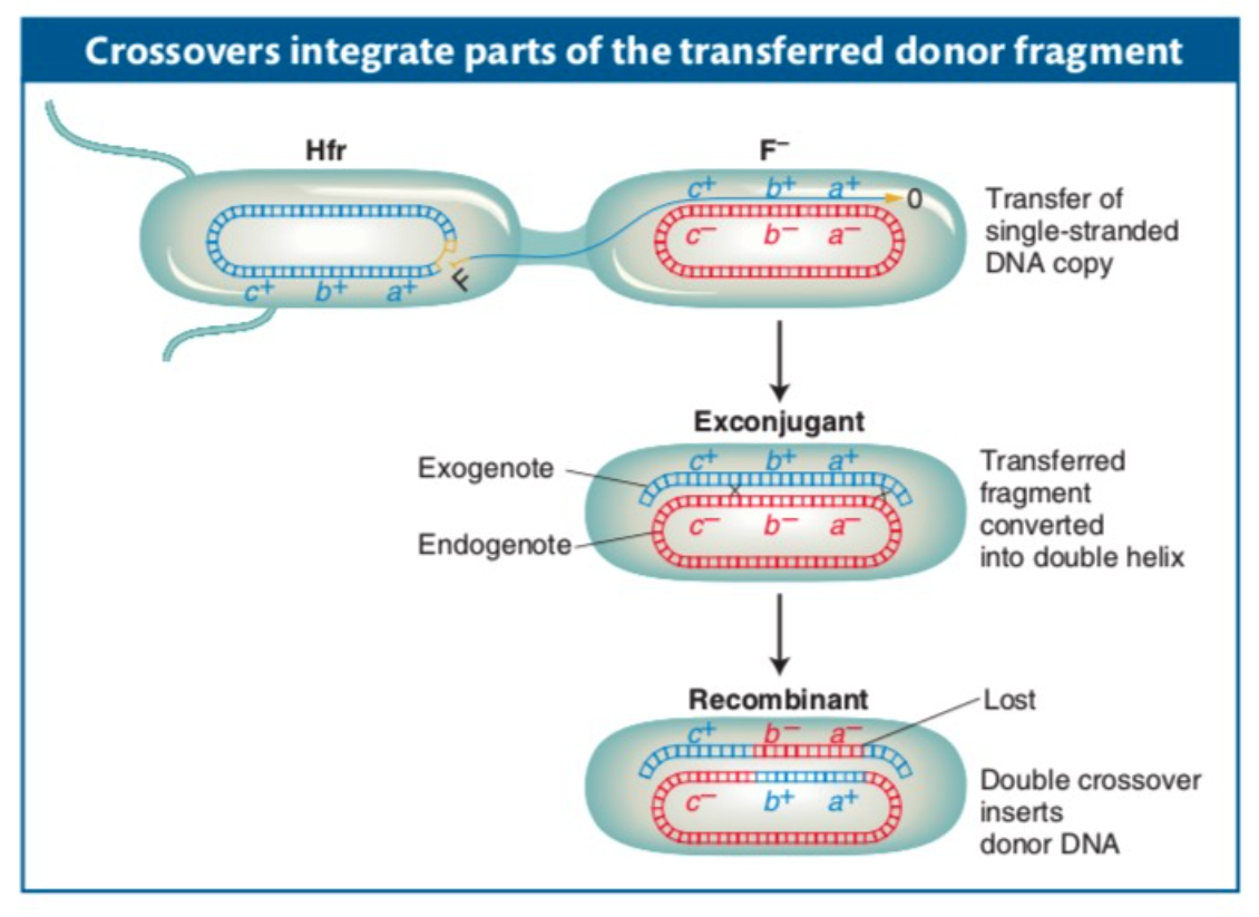 Solved Crossovers integrate parts of the transferred donor | Chegg.com