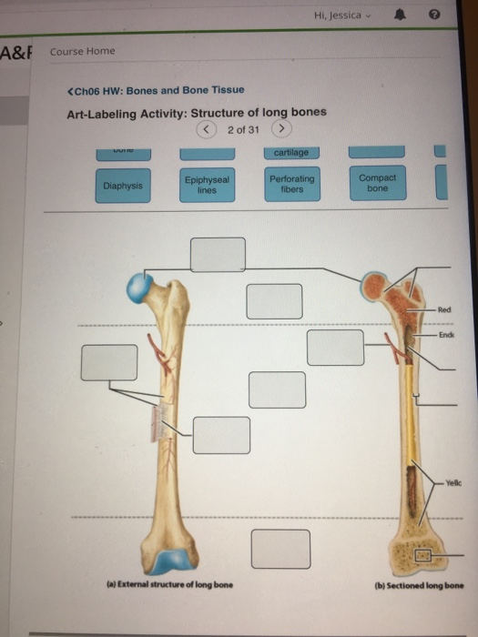 Solved Hi, Jessica. A&F Course Home Epiphyseal lines | Chegg.com
