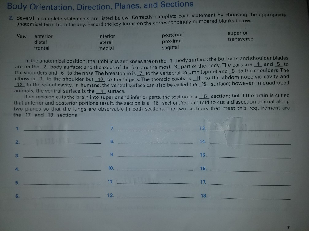 Solved Body Orientation, Direction, Planes, and Sections | Chegg.com