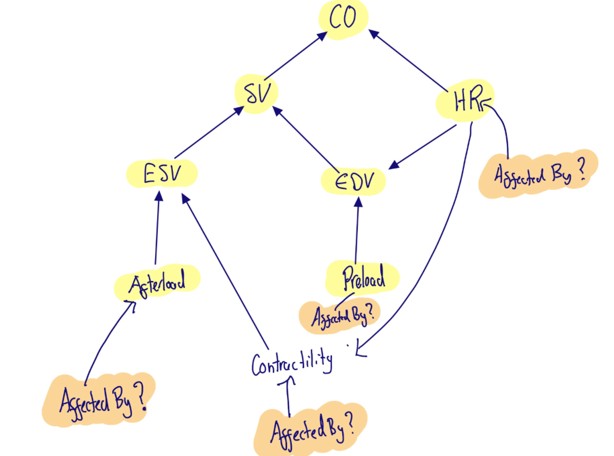 Solved In terms of decrease in cardiac output what will | Chegg.com