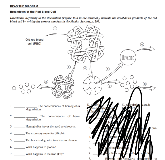 Solved READ THE DIAGRAM Breakdown of the Red Blood Cell | Chegg.com
