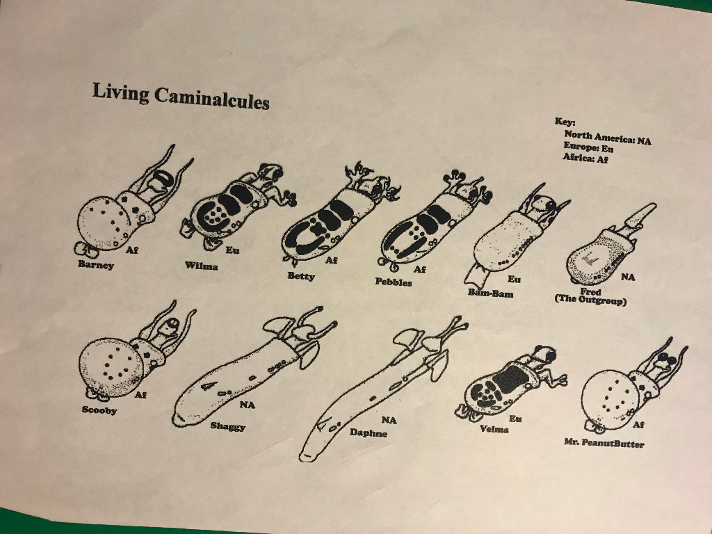 - With these Caminalcules, I need to make a character | Chegg.com