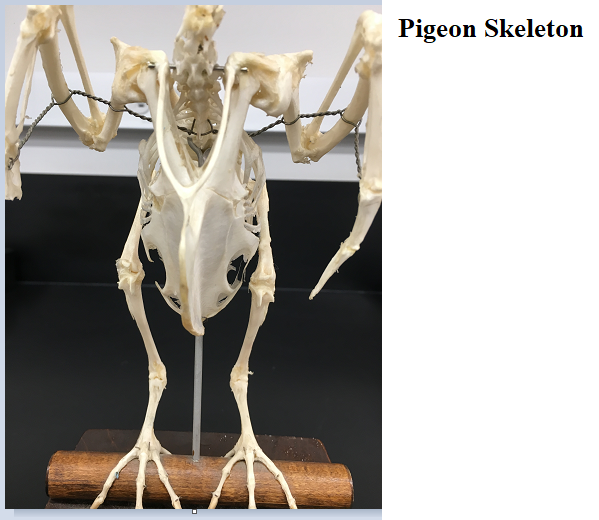 Solved Pigeon Skeleton | Chegg.com