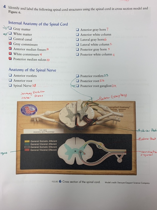 Labeled Spinal Cord Model