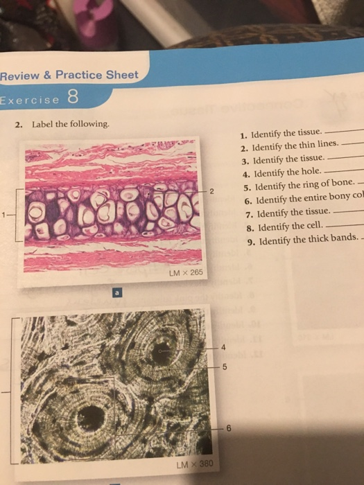 Solved Review &Practice Sheet 8 Label the following. | Chegg.com