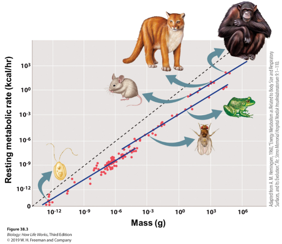 Solved Below are two graphs for comparing body size to | Chegg.com