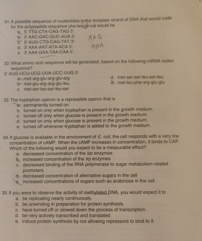 Solved 31. A possible sequence of nucleotides in the | Chegg.com