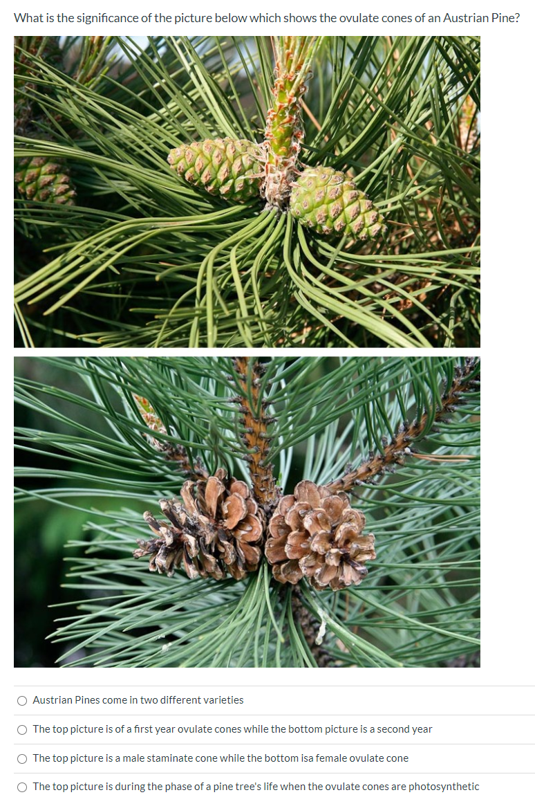 Solved What is the significance of the picture below which | Chegg.com