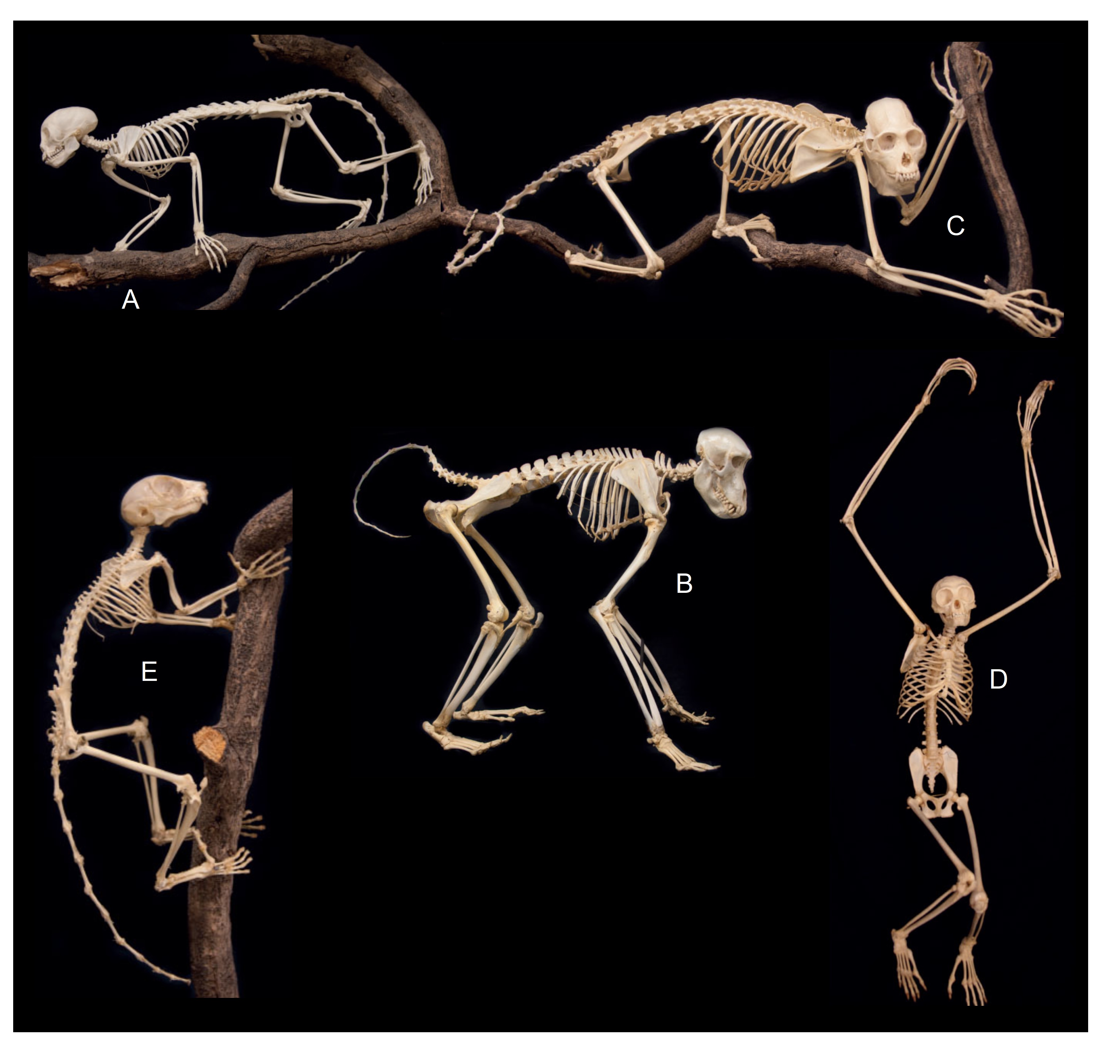 Solved Observe the image below showing the skeleton of five | Chegg.com