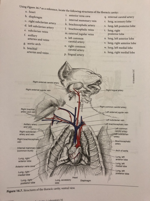 Thoracic Cavity Diagram Of A Cat