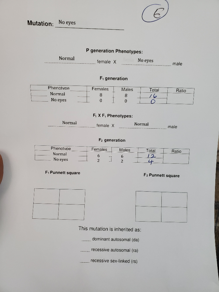 Solved Mutation: No eyes P generation Phenotypes: Normal | Chegg.com