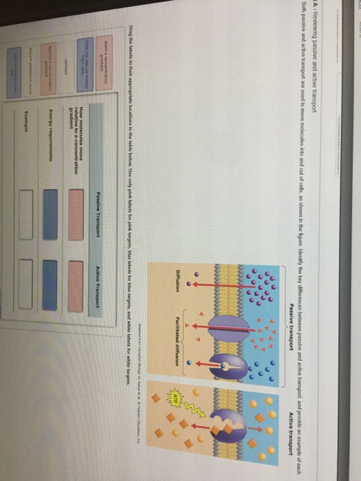 Both passive and active transport are used to move | Chegg.com