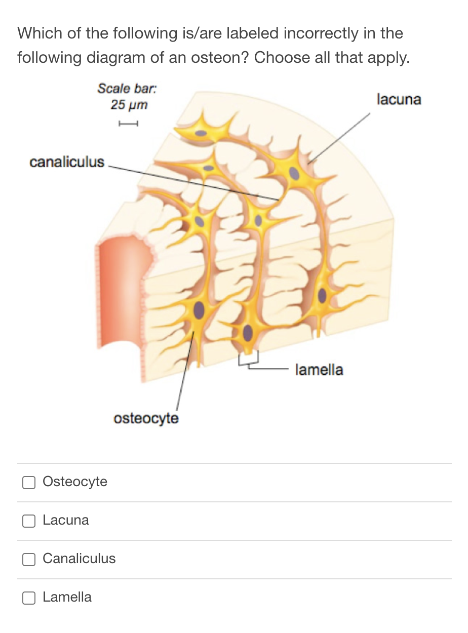 Osteocyte Diagram