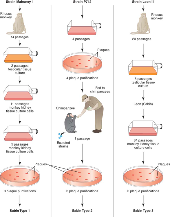Solved Describe the steps of the Poliovirus replication | Chegg.com