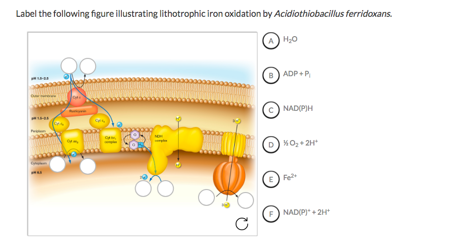 Solved Label the following figure illustrating lithotrophic | Chegg.com