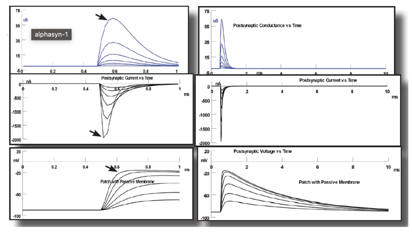 Solved TOP PANELS: You raise the synaptic conductance of | Chegg.com