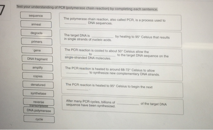 Solved Tes t your understanding of PCR (polymerase chain | Chegg.com
