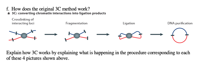 Solved f. How does the original 3C method work? a 3C: | Chegg.com