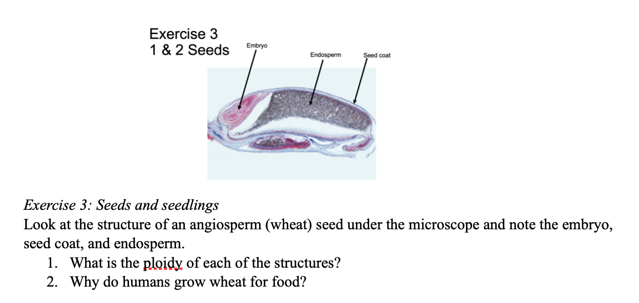 Solved Exercise 3 1 & 2 Seeds Embryo Endosperm Seed coat | Chegg.com