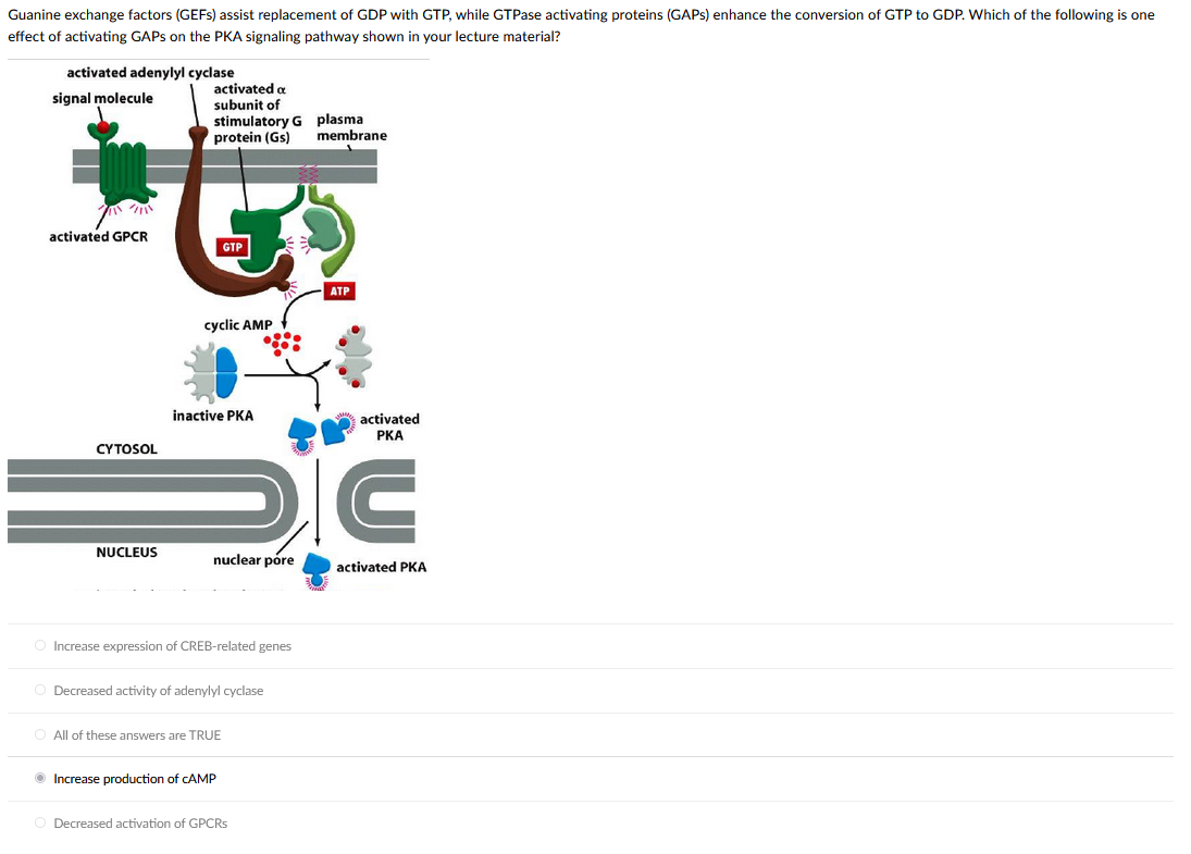 Solved Guanine exchange factors (GEFs) assist replacement of | Chegg.com