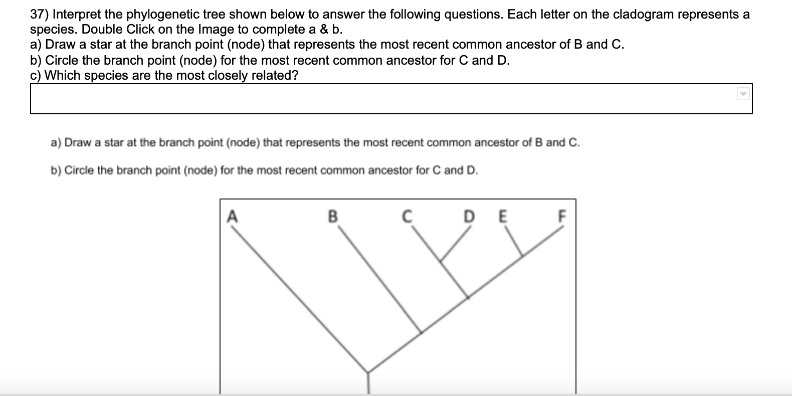 Solved 37) Interpret the phylogenetic tree shown below to | Chegg.com
