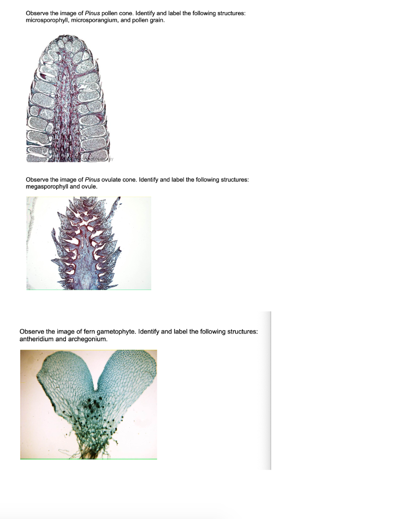 Pinus Ovulate Cone