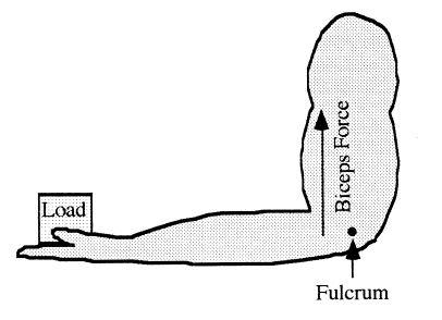 Solved Using a model arm demonstration, the force required | Chegg.com
