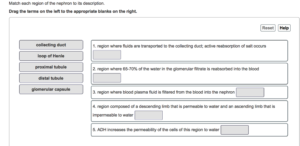 Solved Match each region of the nephron to its description. | Chegg.com