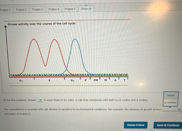 Solved Protein concentration over the course of the cell | Chegg.com