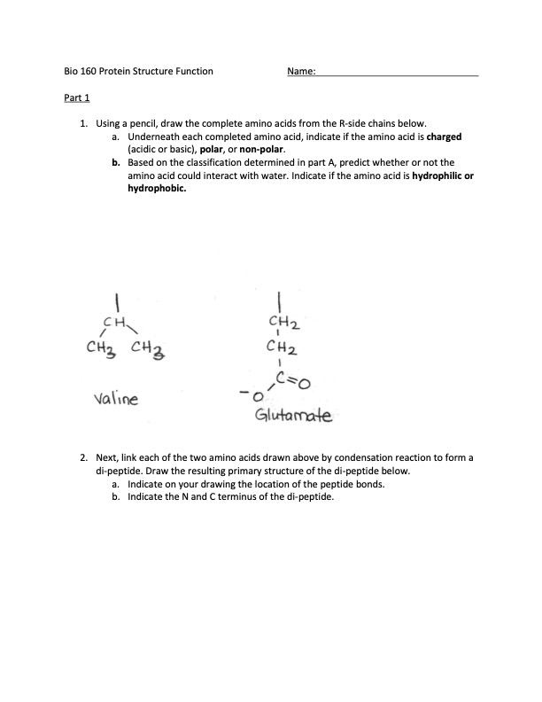 Solved Part 1Using a pencil, draw the complete amino acids | Chegg.com