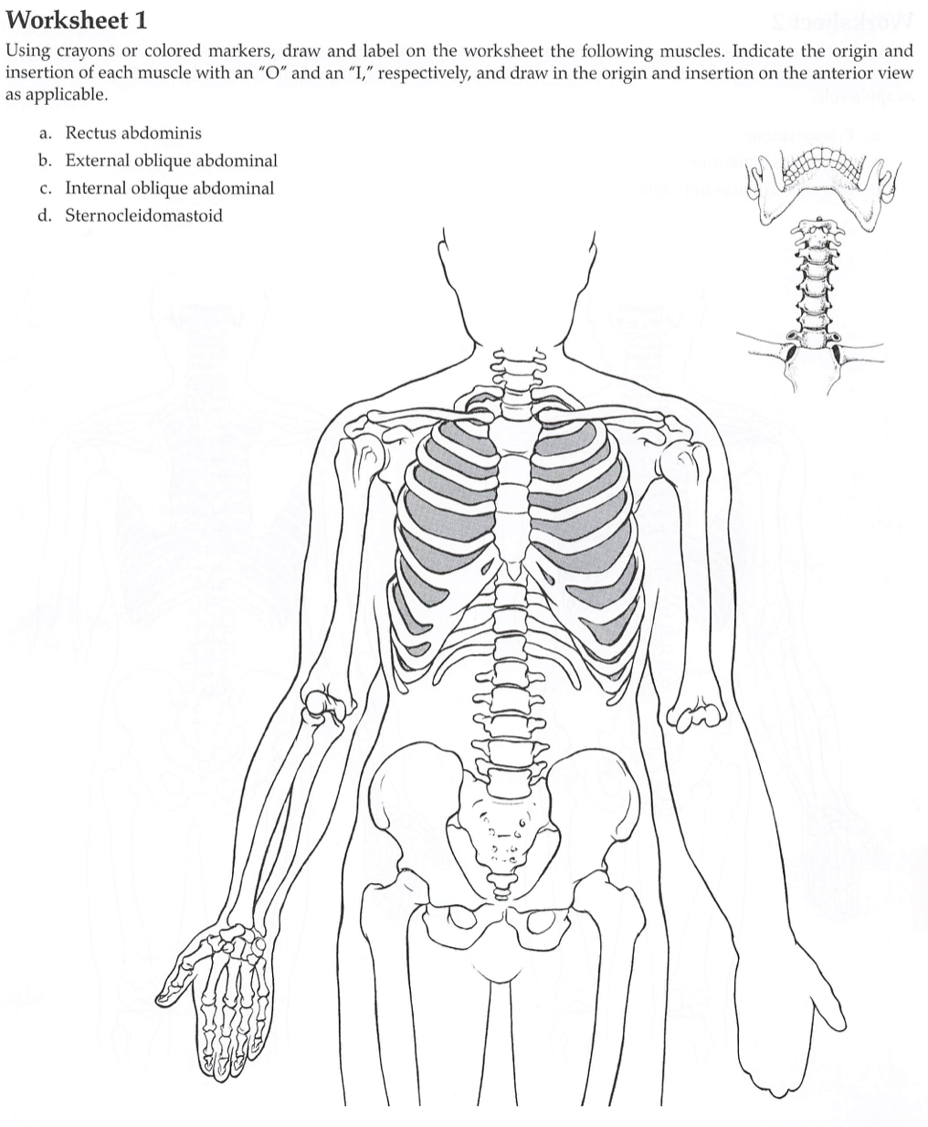 Solved Worksheet 1 Using crayons or colored markers, draw | Chegg.com