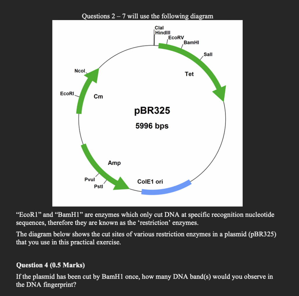 Solved "EcoR1" and "BamH1" are enzymes which only cut DNA at | Chegg.com