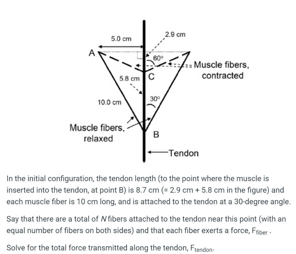 2.9 cm 5.0 cm mm 60° :::: Muscle fibers, contracted | Chegg.com