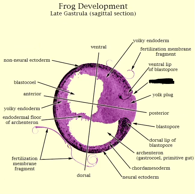 Gastrula Frog