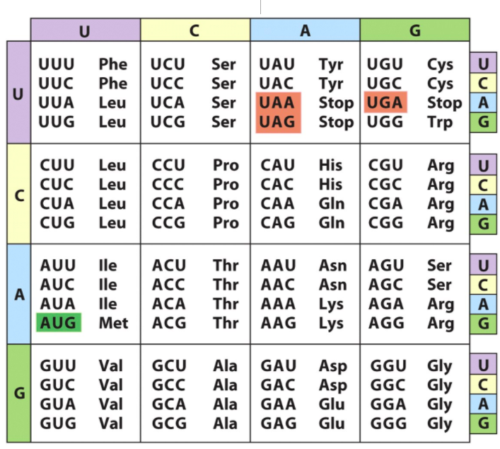 Solved What one tRNA would recognize both of the Tyr codons | Chegg.com