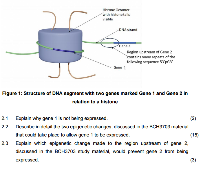 Solved Figure 1: Structure of DNA segment with two genes | Chegg.com