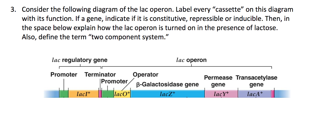 Solved Consider the following diagram of the lac operon. | Chegg.com