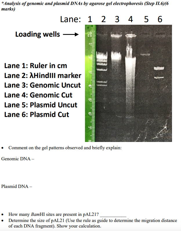 Solved *Analysis of genomic and plasmid DNAs by agarose gel | Chegg.com