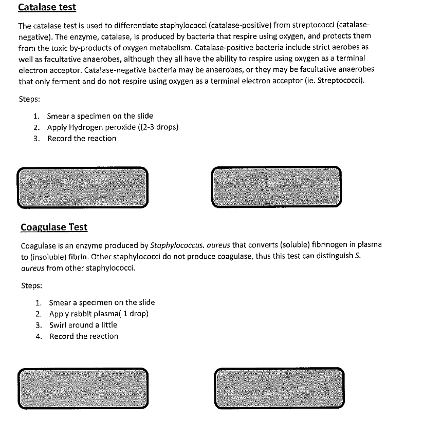 Solved Complete it by labeling one slide Staphylococcus and | Chegg.com