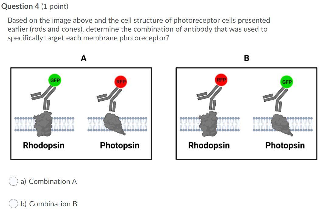 Solved Based on the image above and the cell structure of | Chegg.com