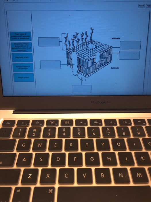 Solved Cell Exterior Cell Interior 3 4 6 | Chegg.com